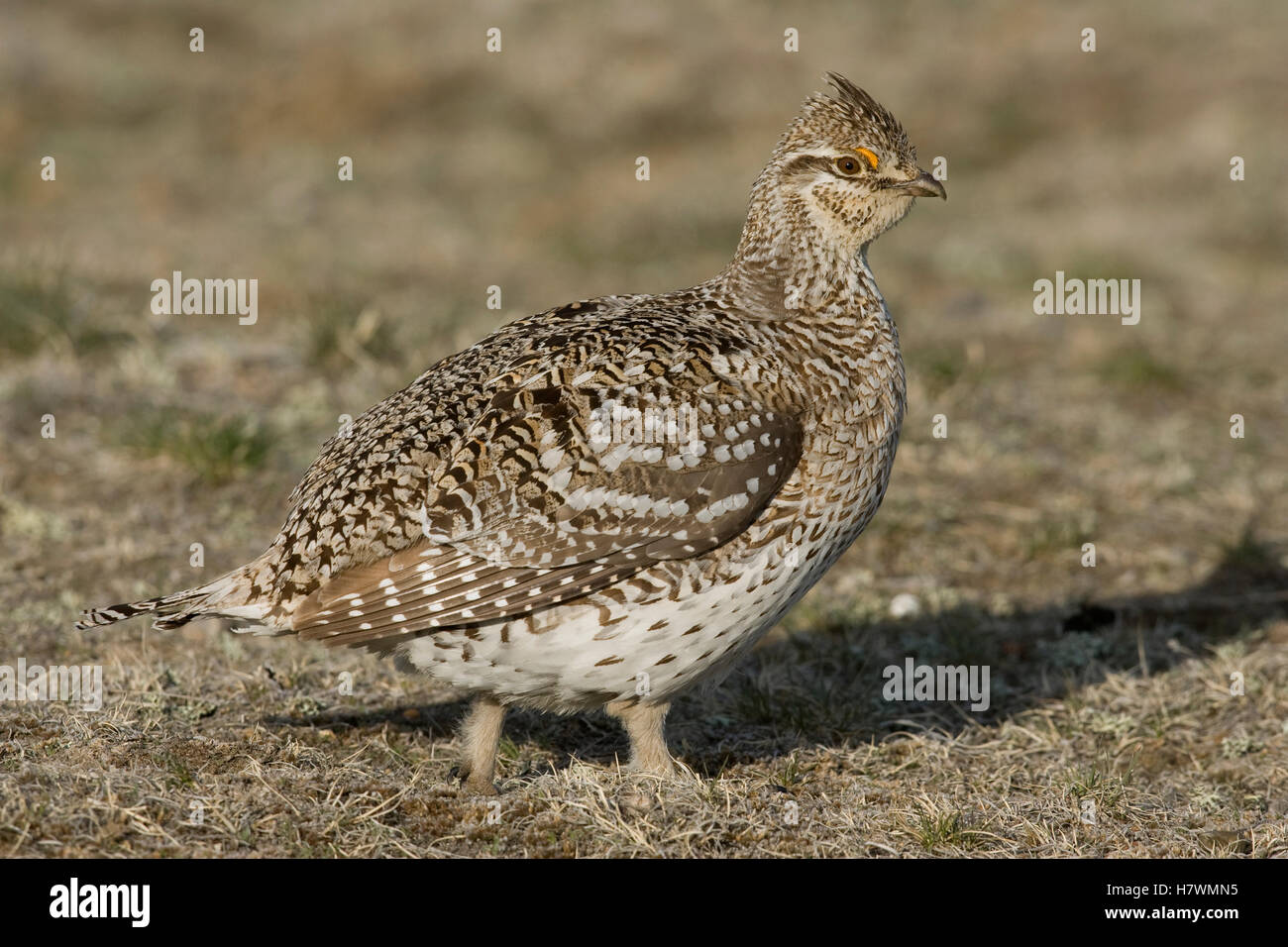 Sharp-tailed Grouse (Tympanuchus phasianellus) female on prairie ...