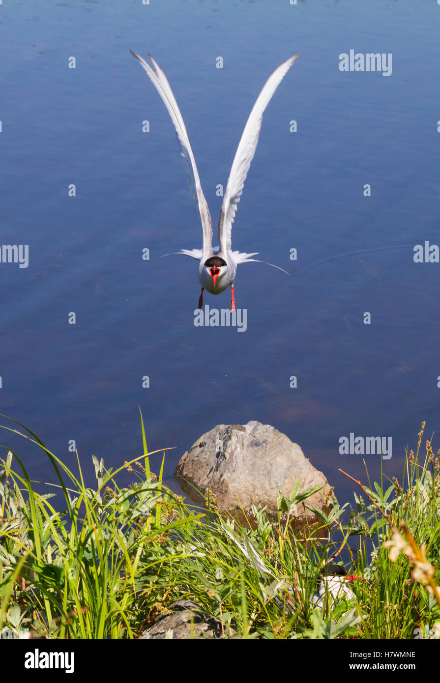 Arctic Tern in flight at Potter Marsh, Anchorage, Southcentral Alaska ...