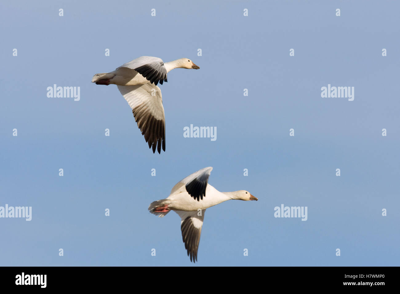 Snow Goose (Chen caerulescens) pair flying, central Montana Stock Photo ...