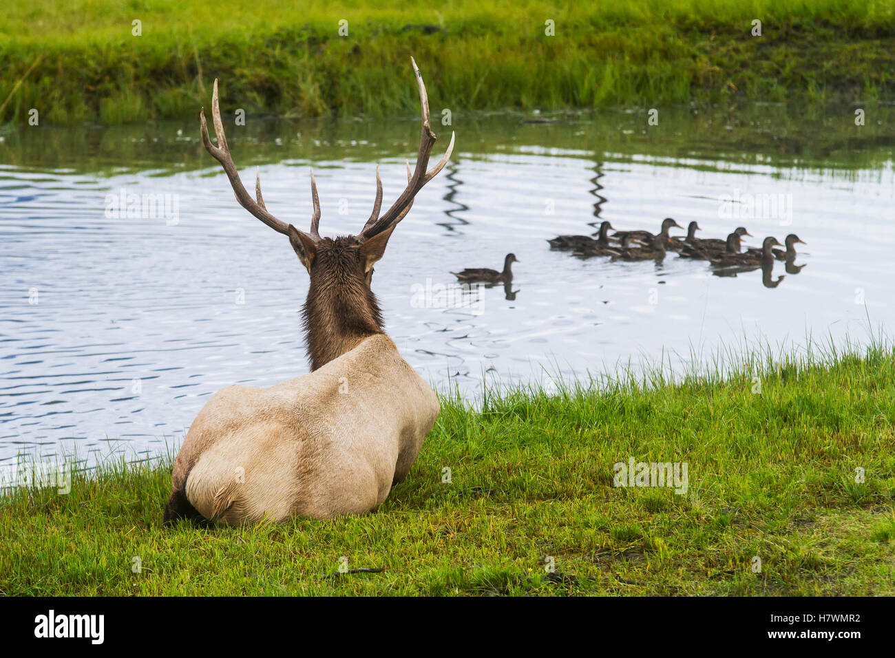 Rear view large bull elk hi-res stock photography and images - Alamy