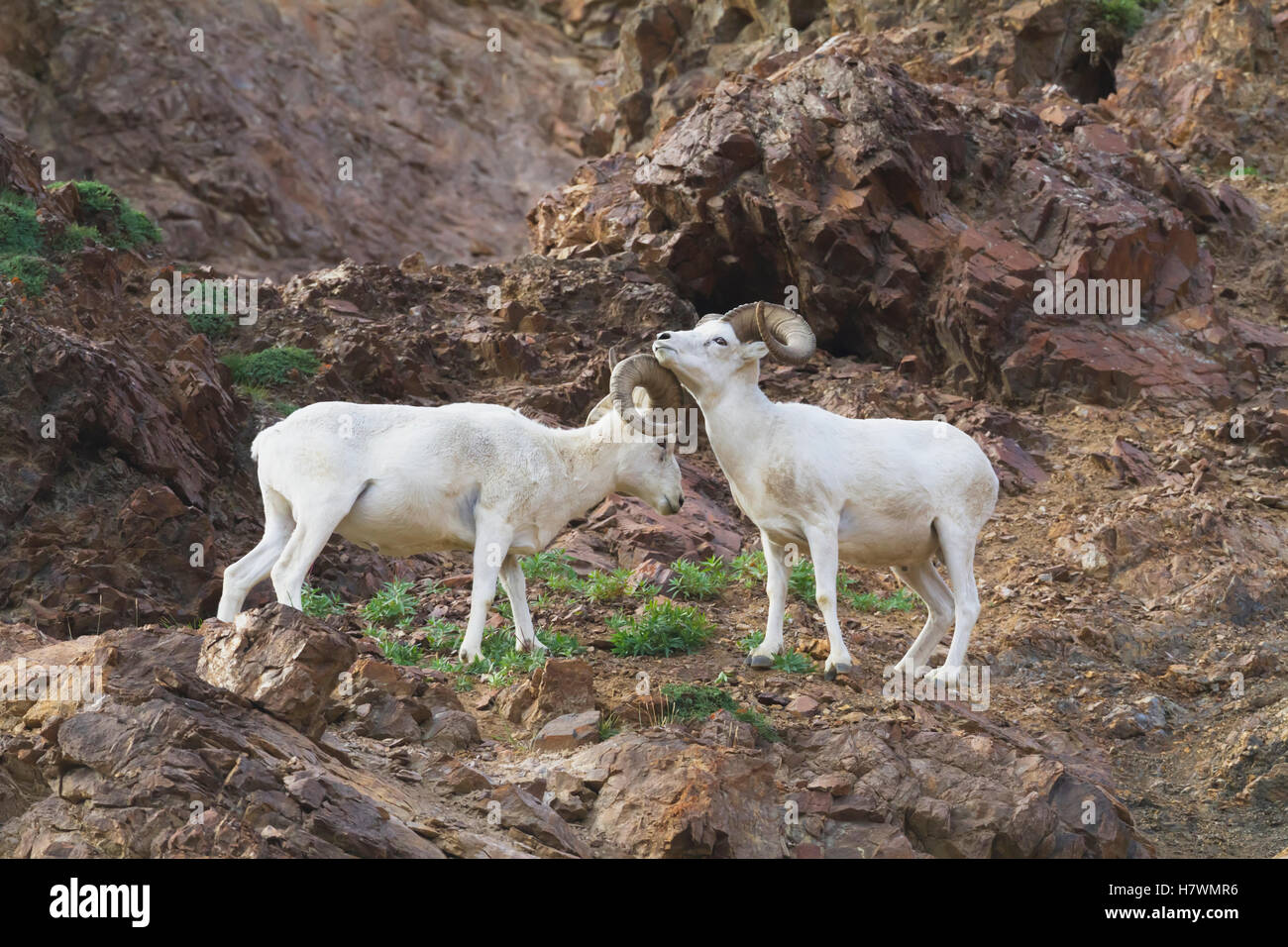 Two affectionate dall sheep hi-res stock photography and images - Alamy