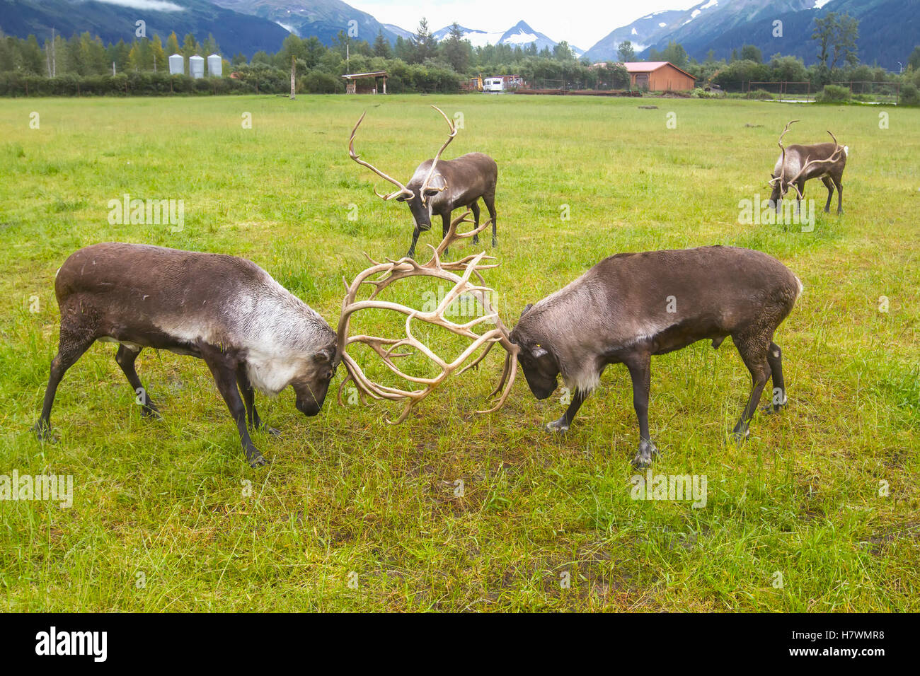 Captive group of caribou fight during the yearly rutting season, Alaska ...