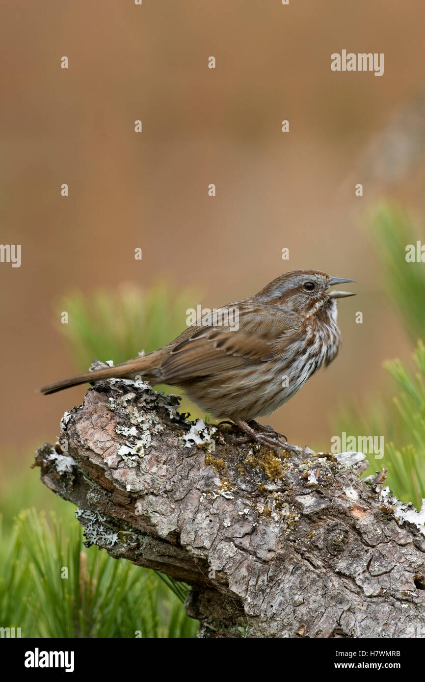 Song Sparrow (Melospiza melodia), western Montana Stock Photo - Alamy
