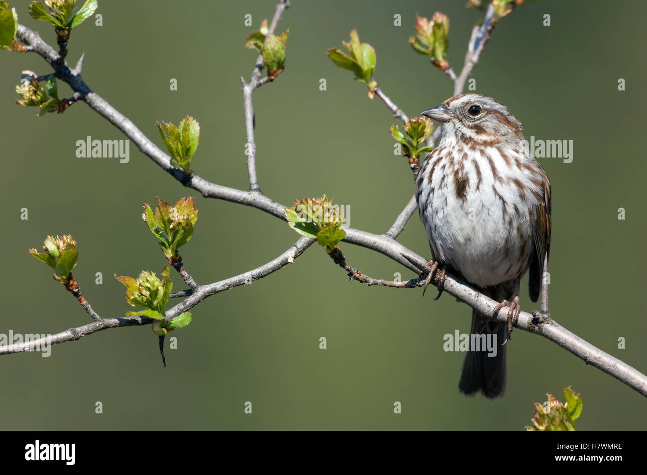 Song Sparrow (Melospiza melodia), western Montana Stock Photo - Alamy