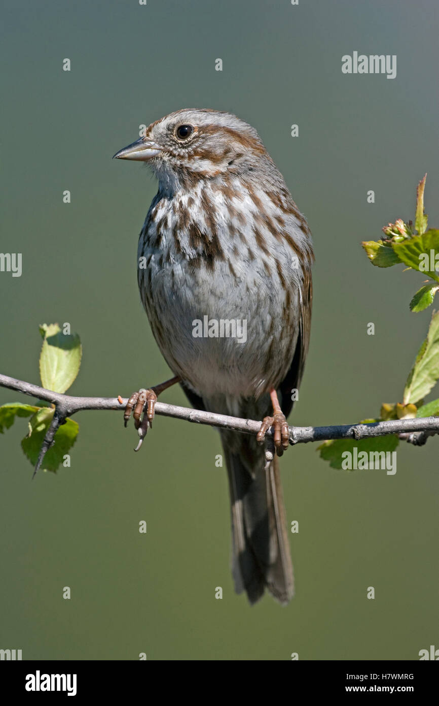 Song Sparrow (Melospiza melodia), western Montana Stock Photo - Alamy