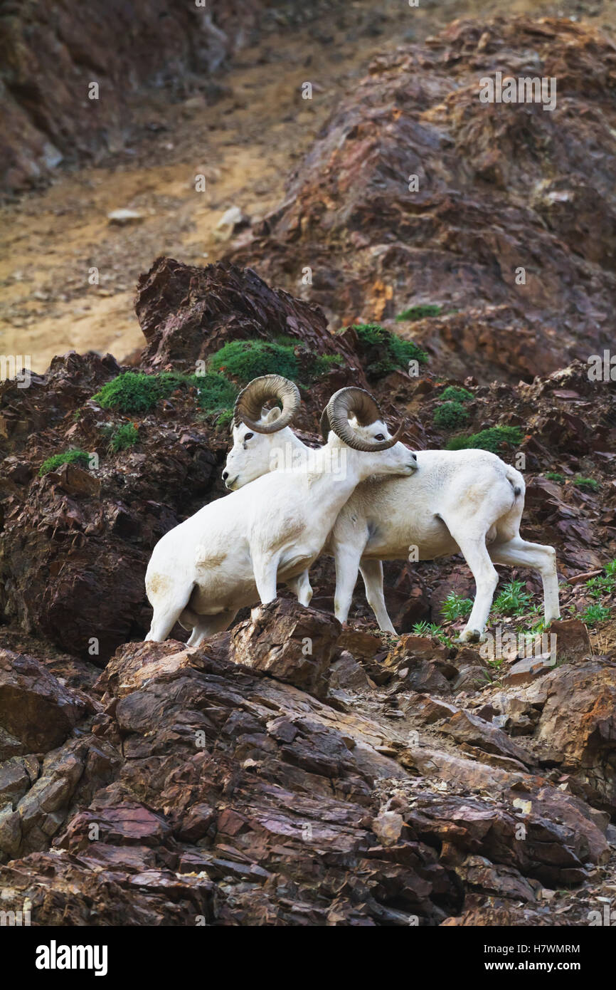 A Pair Of Full Curl Dall Sheep Rams Size Each Other Up By Gestering ...
