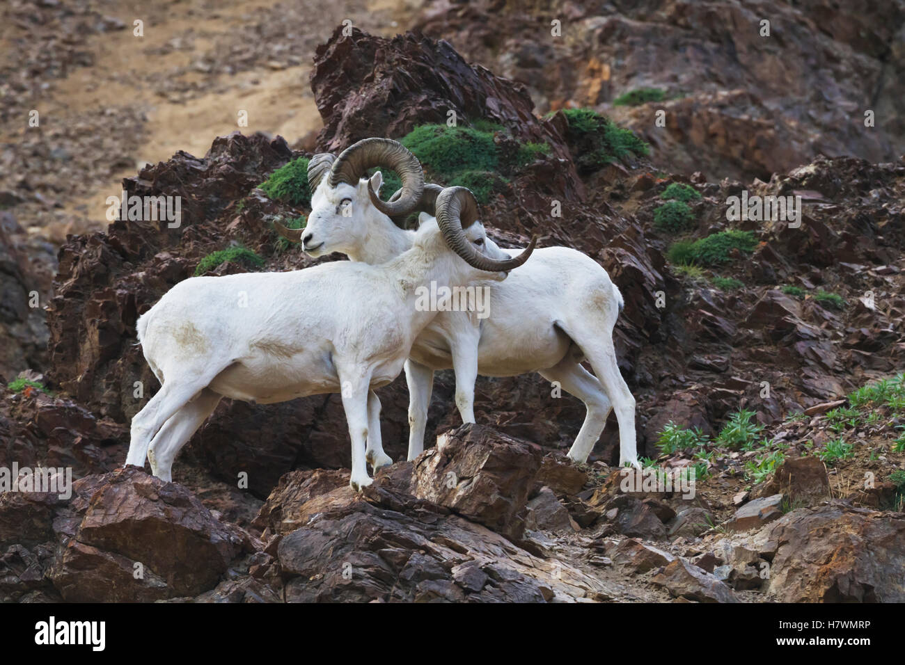 A Pair Of Full Curl Dall Sheep Rams Size Each Other Up By Gestering ...