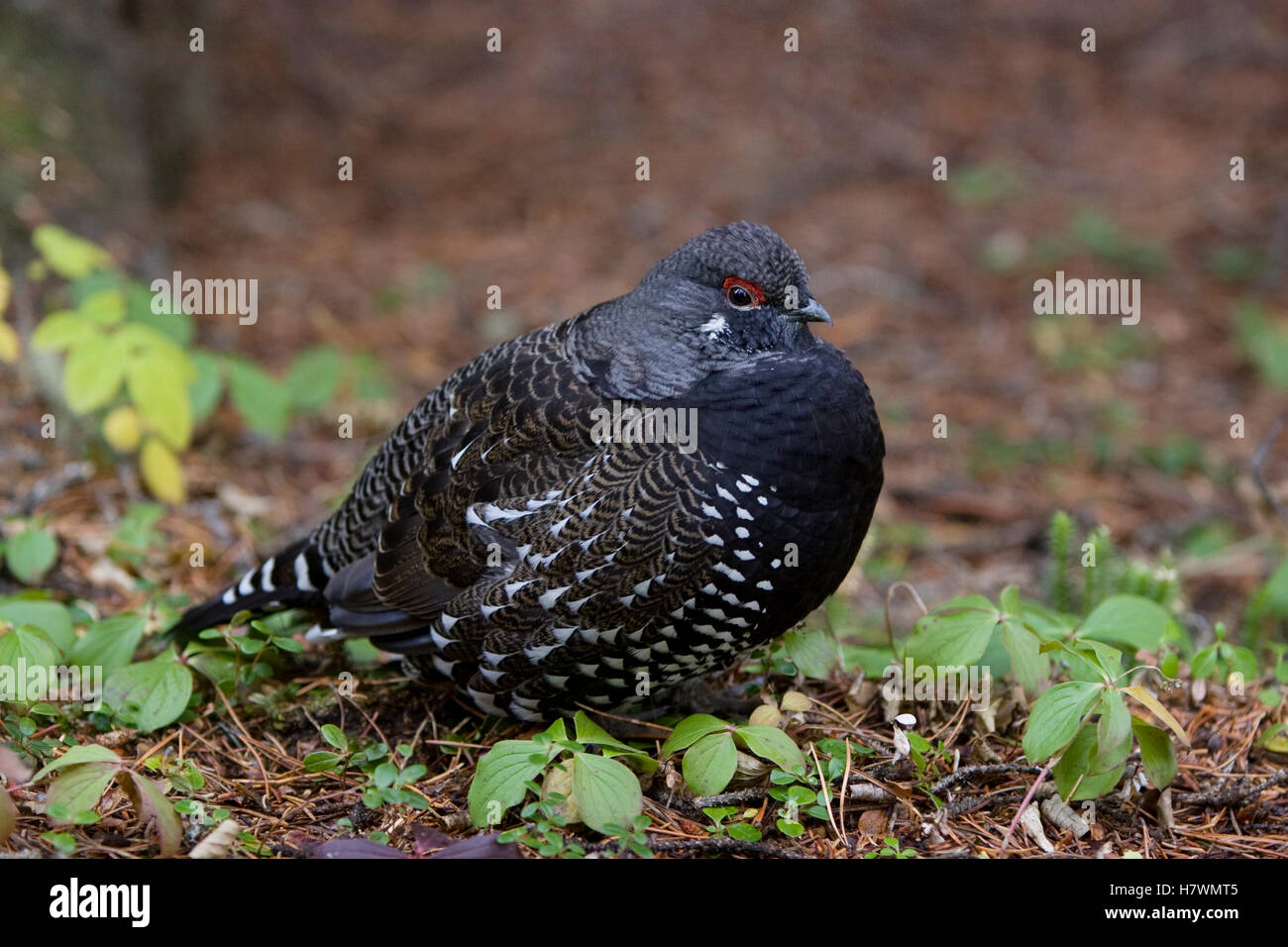 Spruce Grouse (Falcipennis canadensis) male, western Montana Stock ...