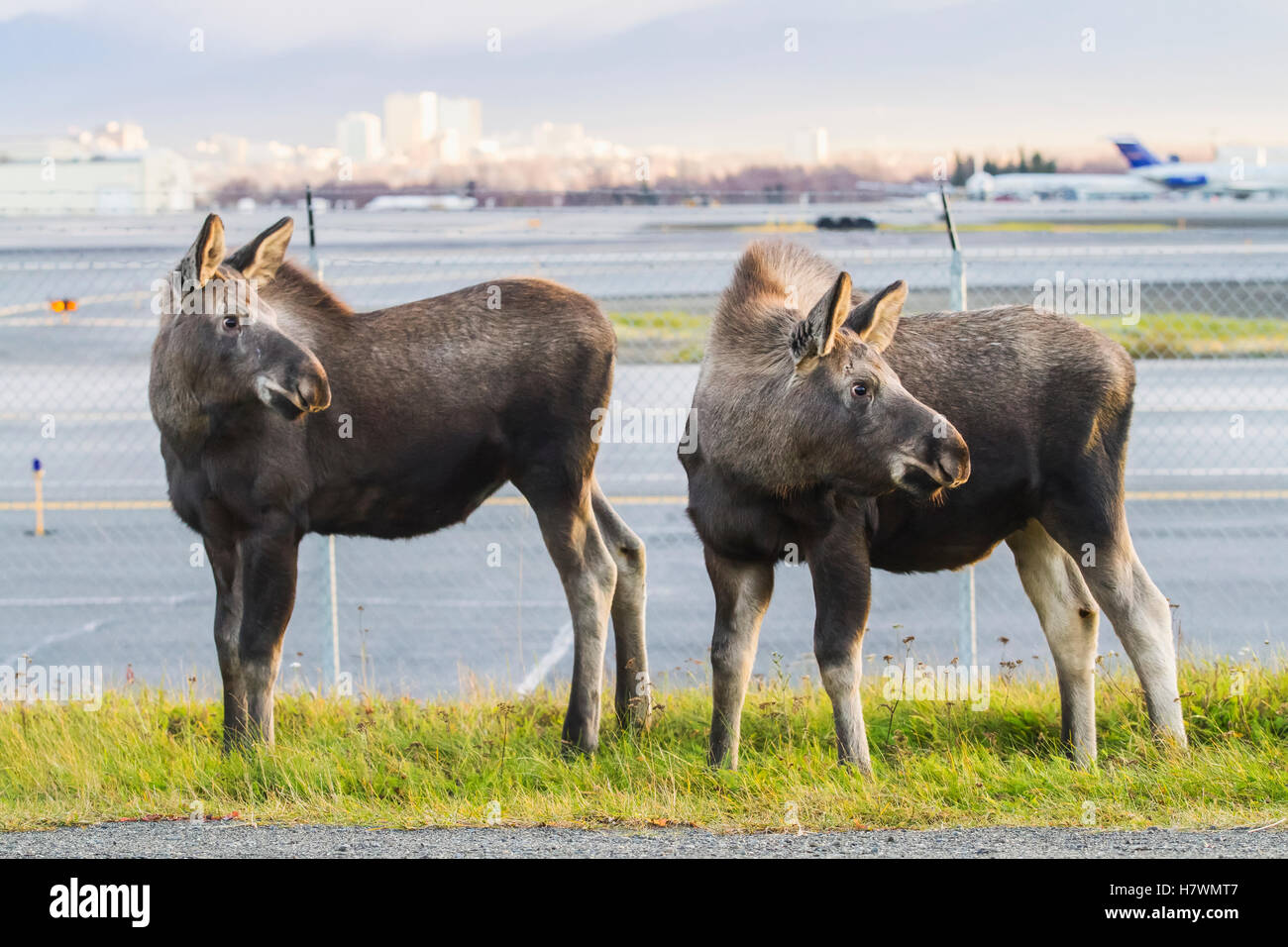 Anchorage airport hi-res stock photography and images - Alamy