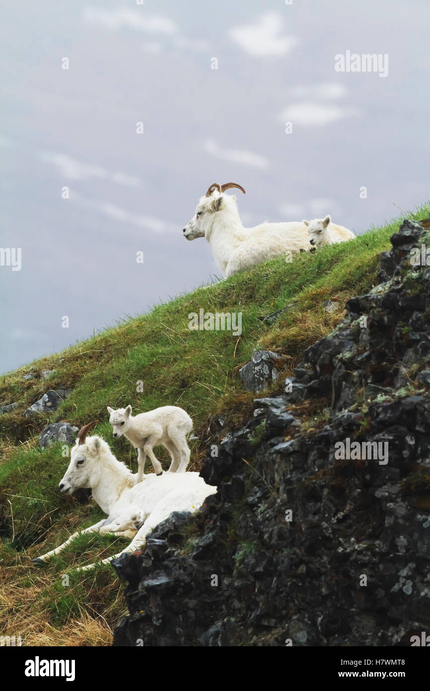 Dall sheep ewes and lambs. Denali National Park & Preserve in Interior ...