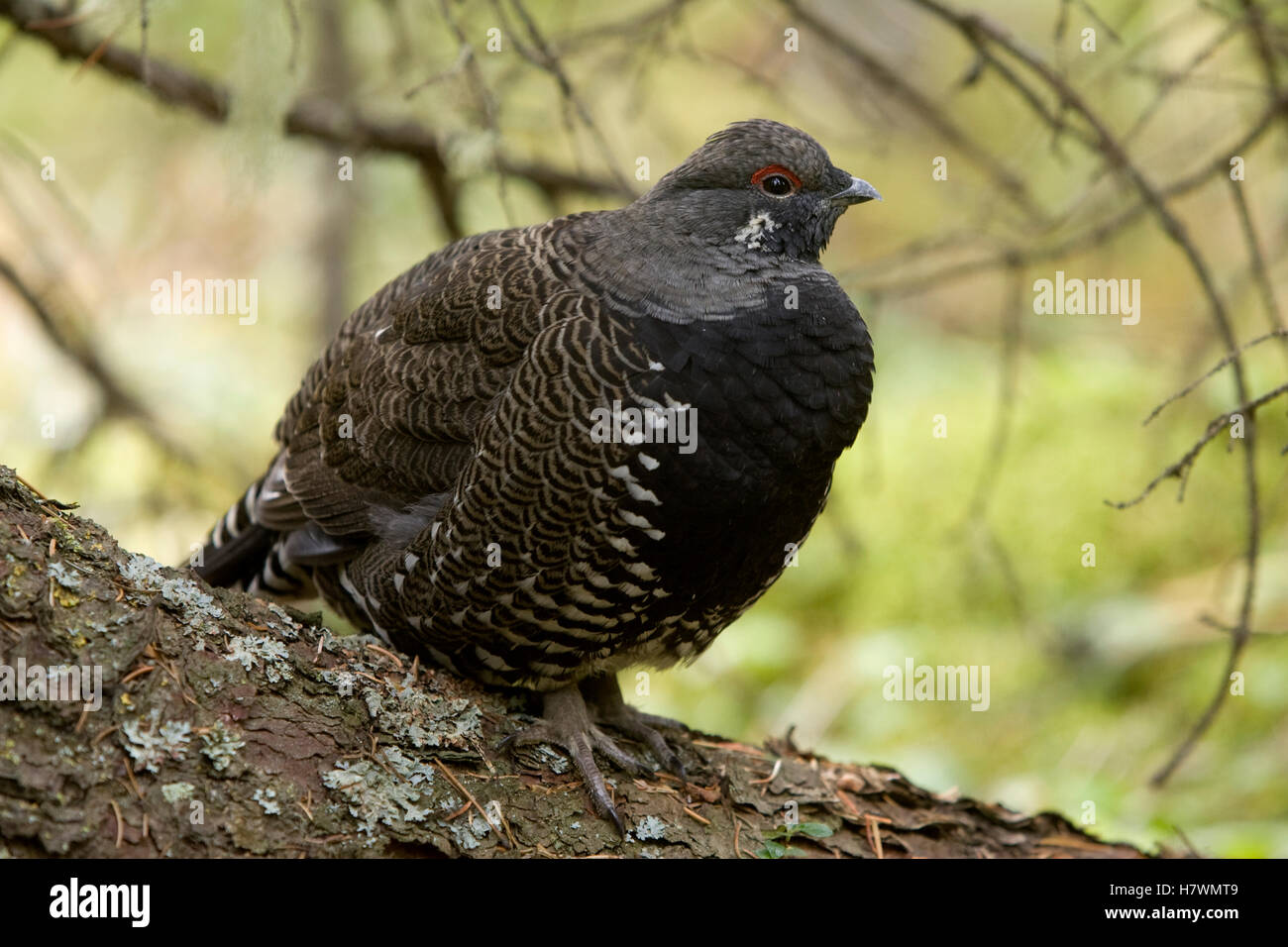 Spruce Grouse (Falcipennis canadensis) male, western Montana Stock ...