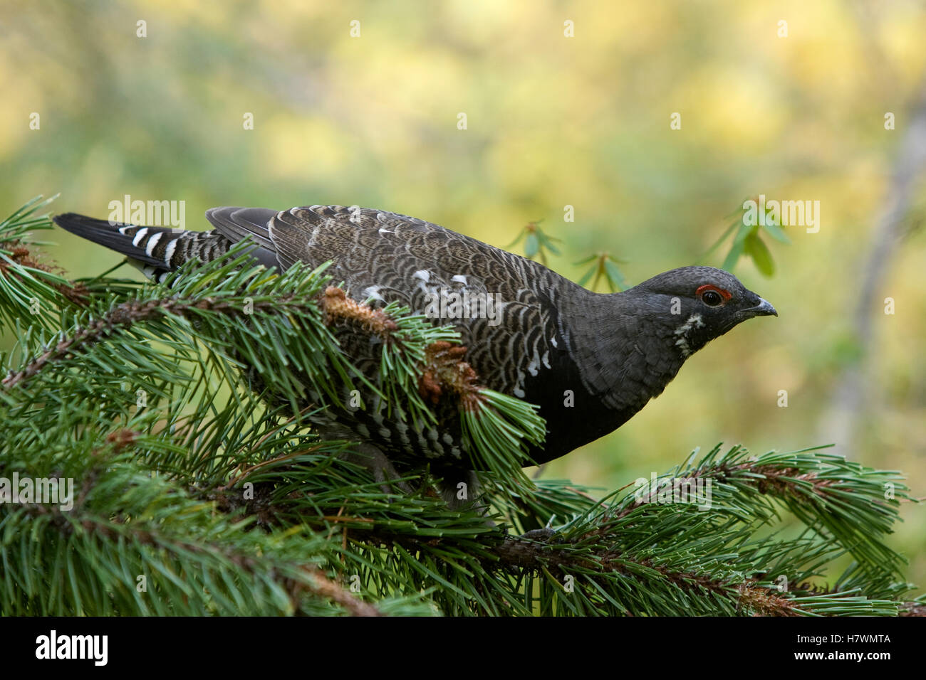 Spruce Grouse (Falcipennis canadensis) male, western Montana Stock ...
