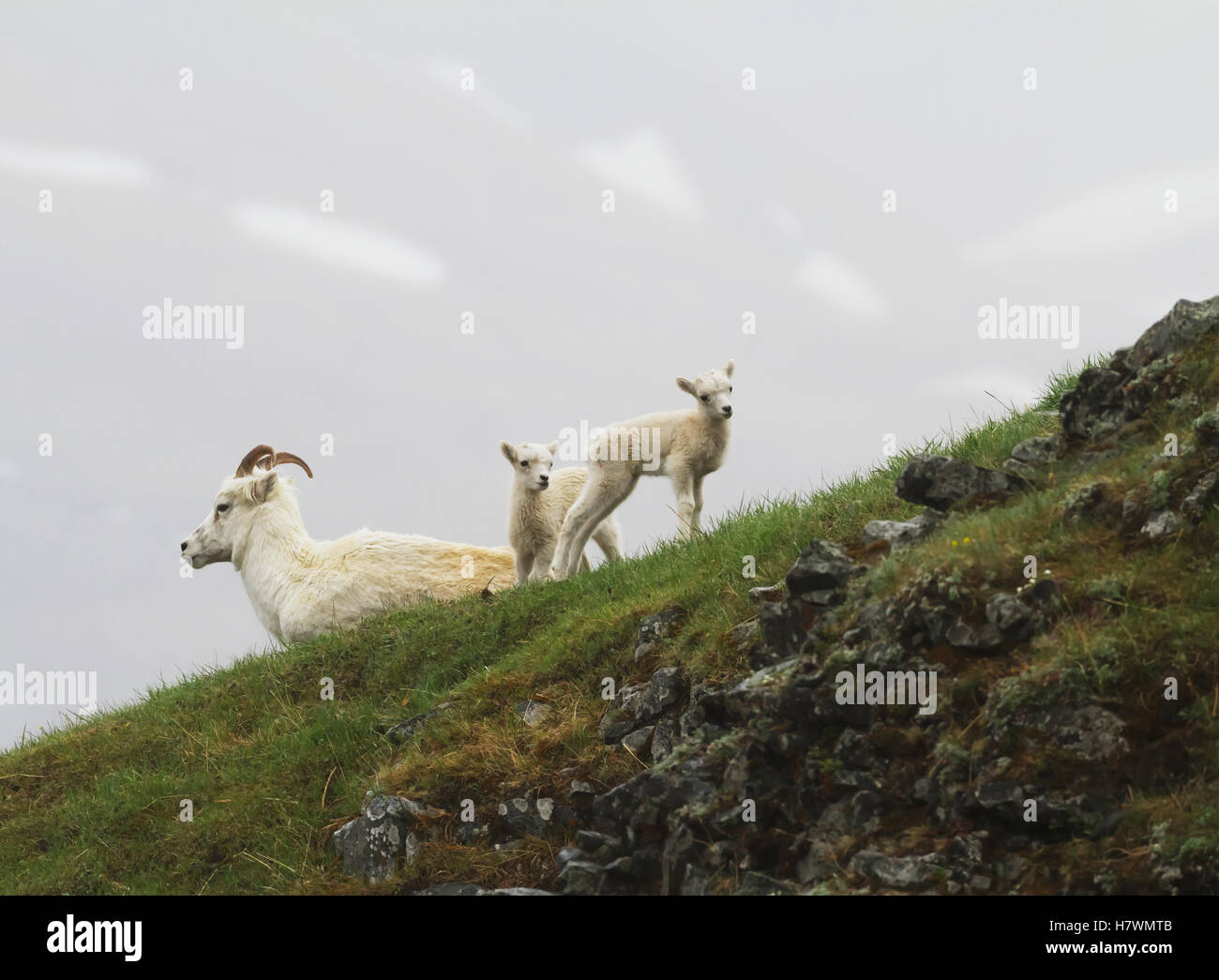 Dall sheep ewe and lamb. Denali National Park & Preserve in Interior ...