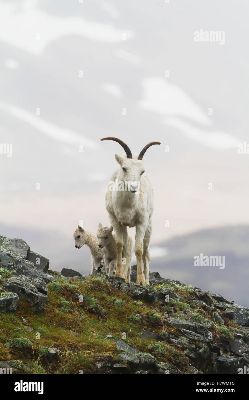 Dall sheep ewe and lamb. Denali National Park & Preserve in Interior ...