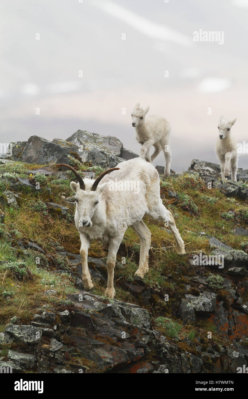 Dall sheep ewe and lamb. Denali National Park & Preserve in Interior ...