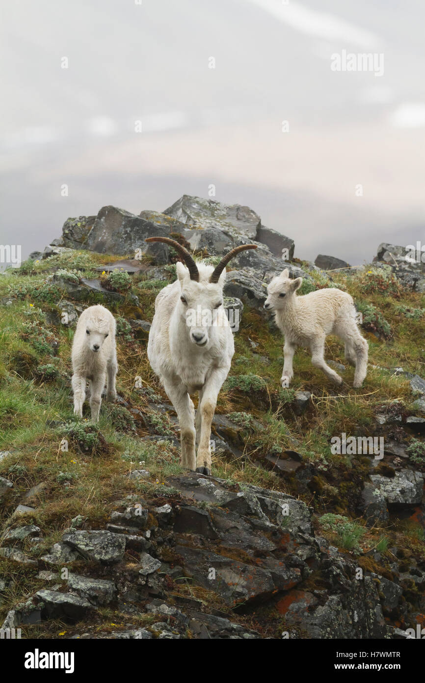 Dall sheep ewe and lamb. Denali National Park & Preserve in Interior ...
