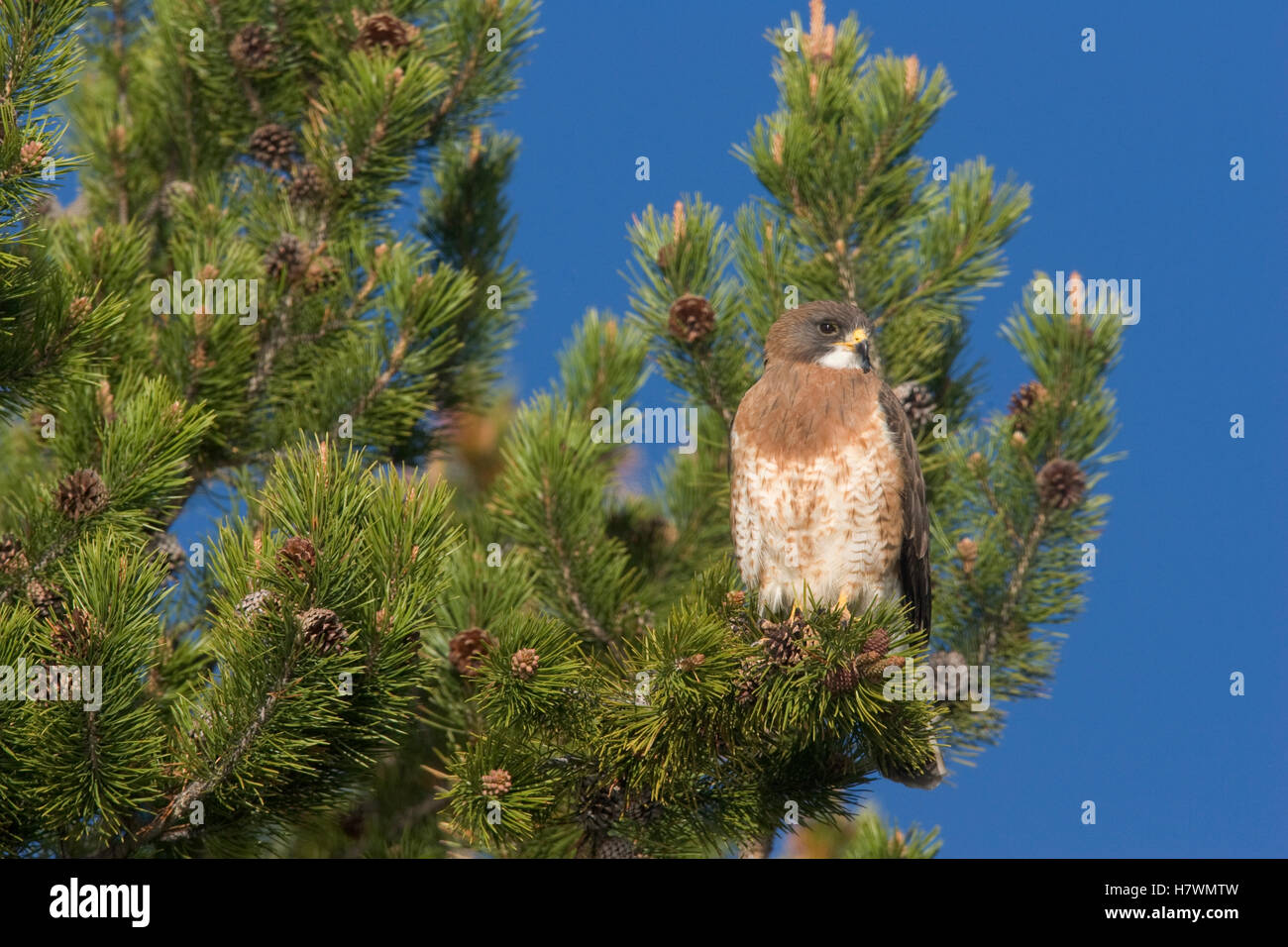 Swainson's Hawk (Buteo swainsoni), central Wyoming Stock Photo - Alamy