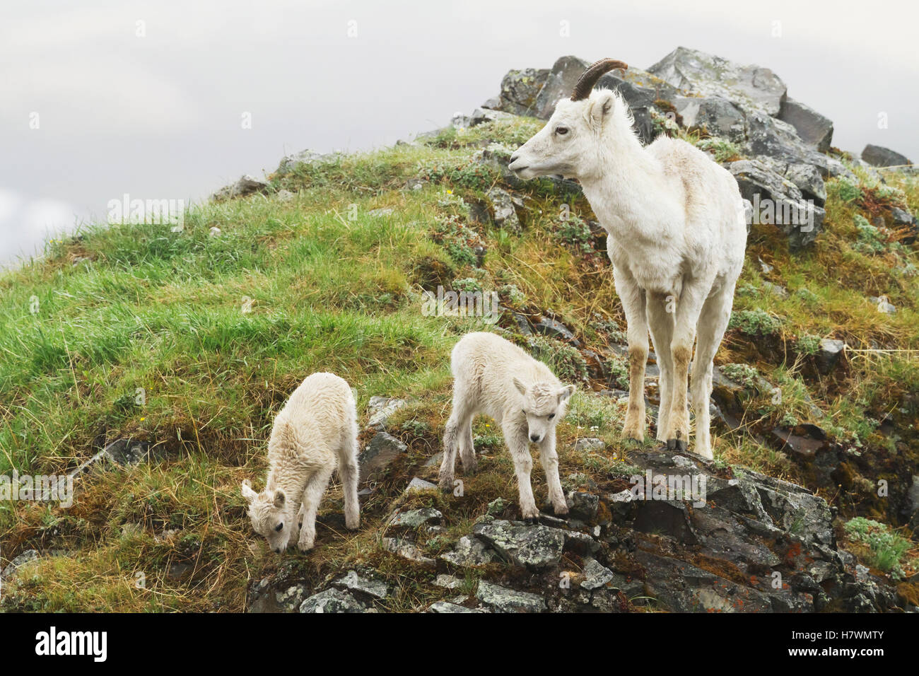 Dall sheep ewe and lamb. Denali National Park & Preserve in Interior ...