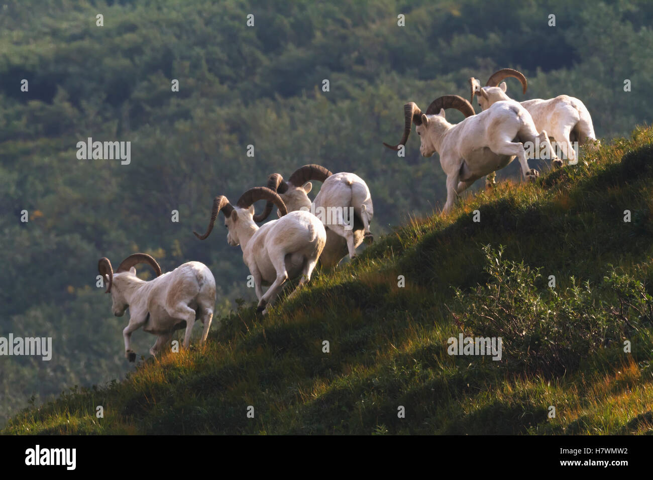 Band of Dall Sheep rams running on a hillside, Denali National Park ...