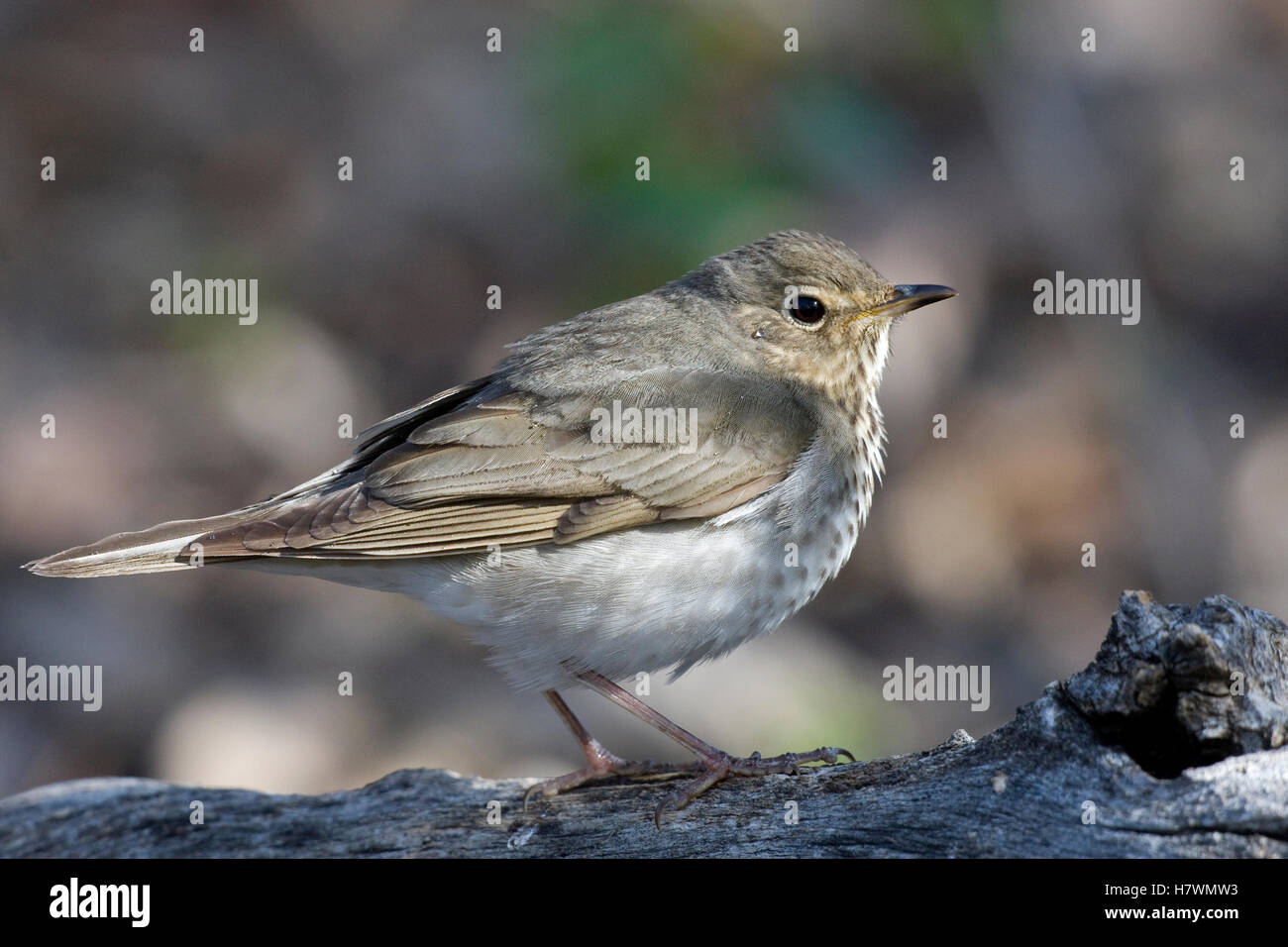 Swainson's Thrush (Catharus ustulatus), eastern Montana Stock Photo - Alamy