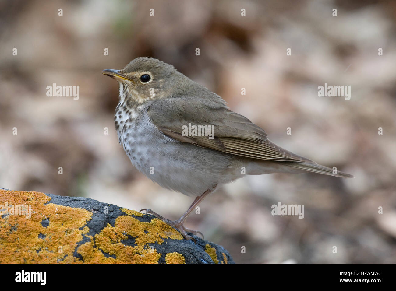 Swainson's Thrush (Catharus ustulatus), eastern Montana Stock Photo - Alamy