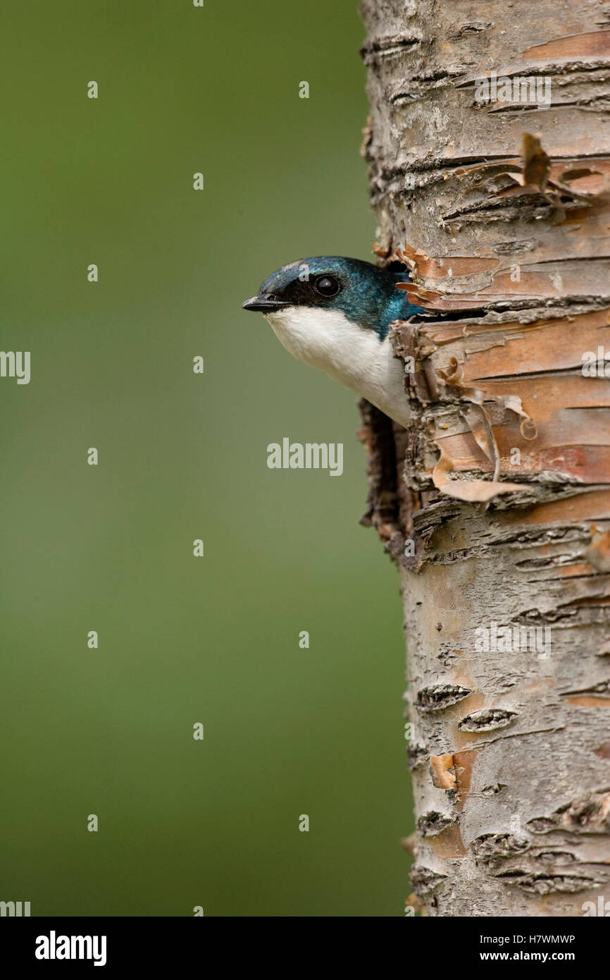 Tree Swallow (Tachycineta bicolor) male peeking out of nest cavity ...