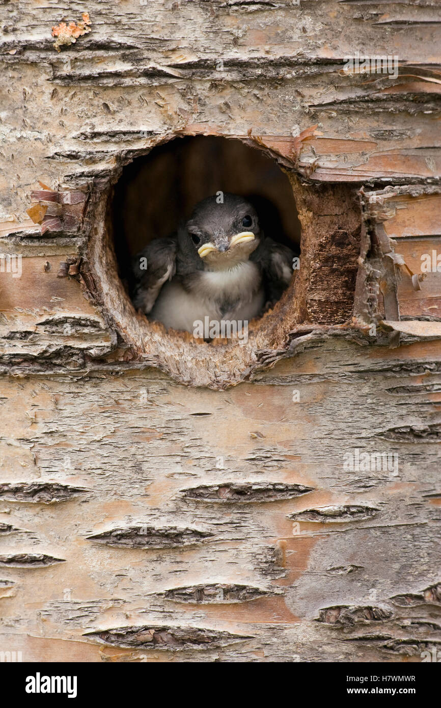 Tree Swallow (Tachycineta bicolor) young in nest cavity, western ...