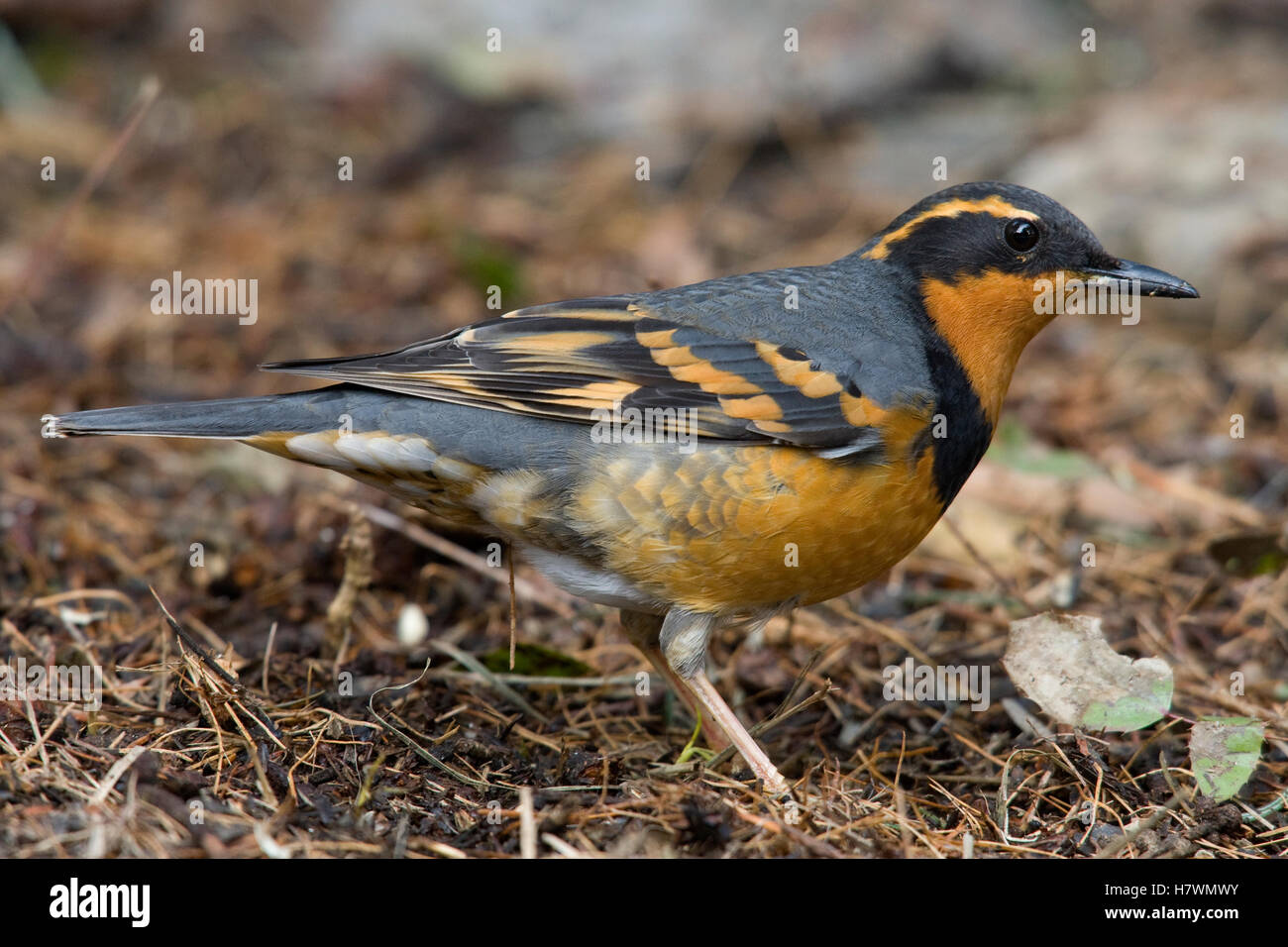 Varied Thrush (Ixoreus naevius) male, western Montana Stock Photo - Alamy