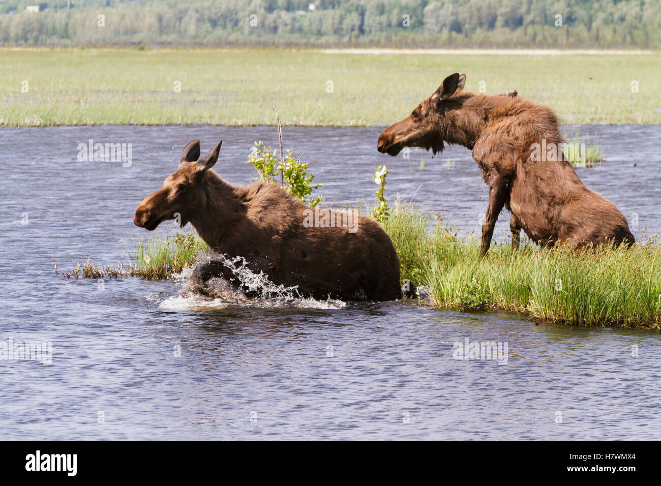 A pair of moose cross Potter Marsh together. South of Anchorage in ...