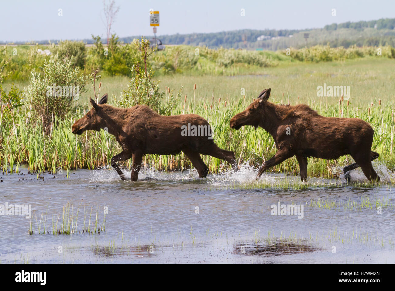 A pair of moose cross Potter Marsh together. South of Anchorage in ...