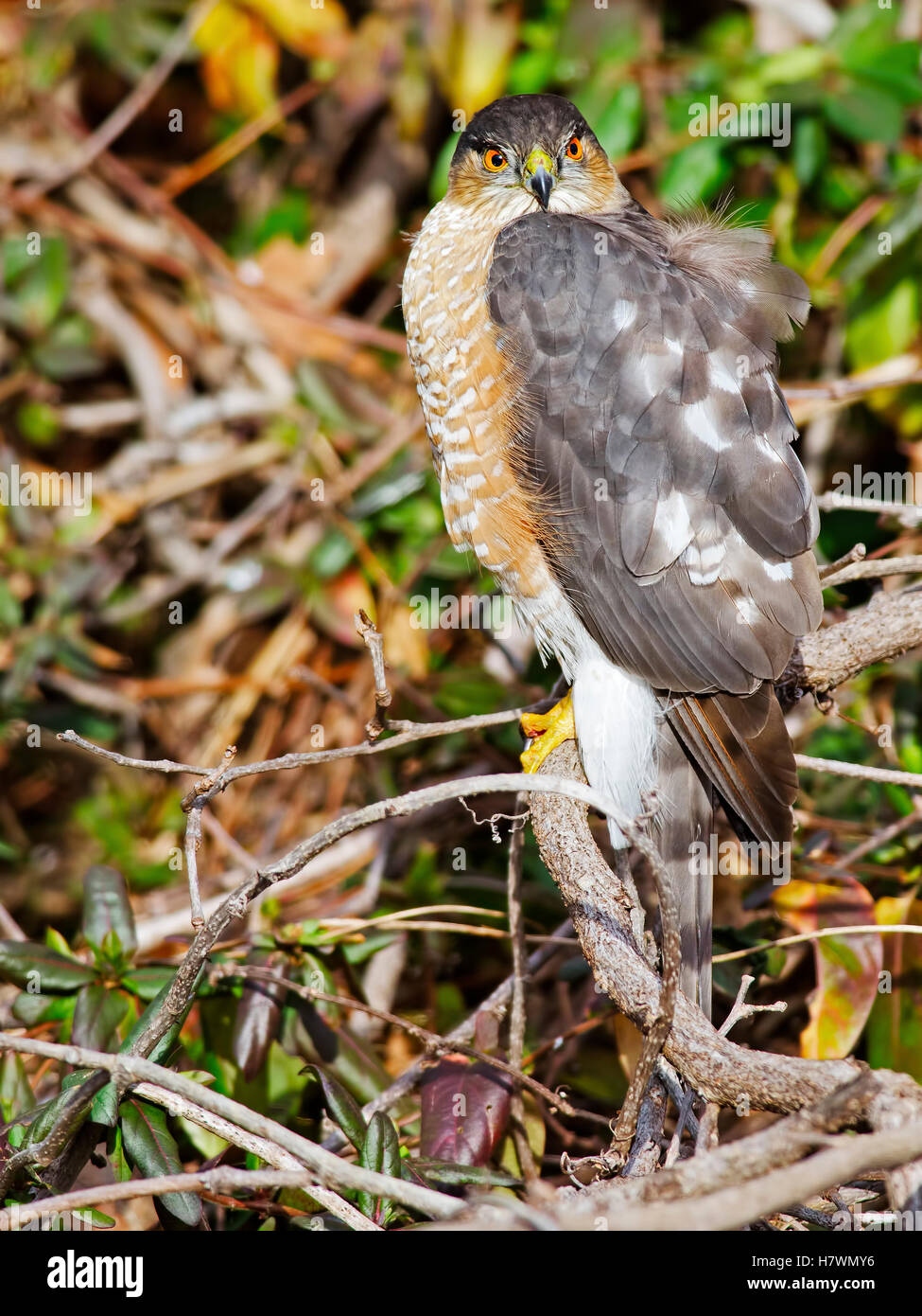 Sharp shinned hawk hi-res stock photography and images - Alamy