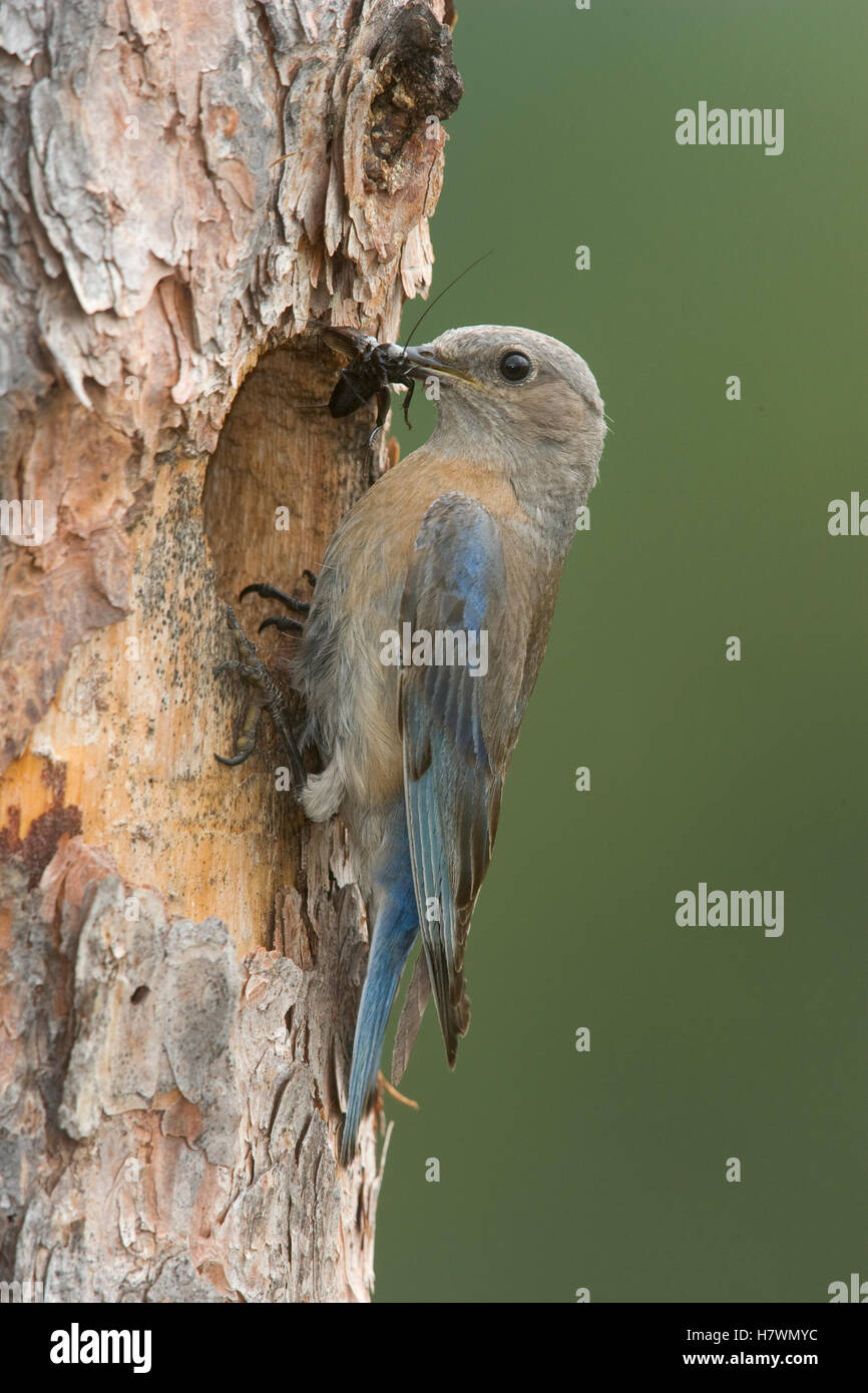 Western Bluebird (Sialia mexicana) female at nest cavity entrance with insect in beak, western ...