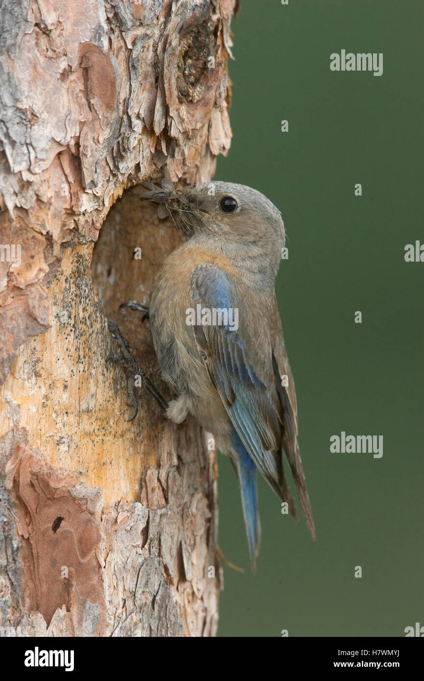 Western Bluebird (Sialia mexicana) female at nest cavity entrance with insect prey, western ...