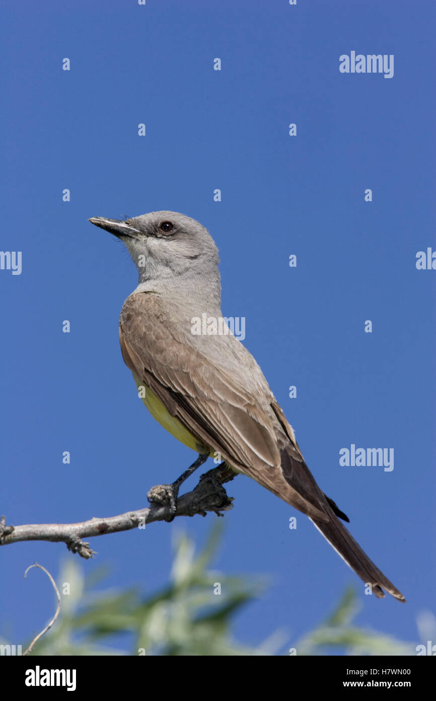 Western Kingbird (Tyrannus verticalis), eastern Montana Stock Photo - Alamy
