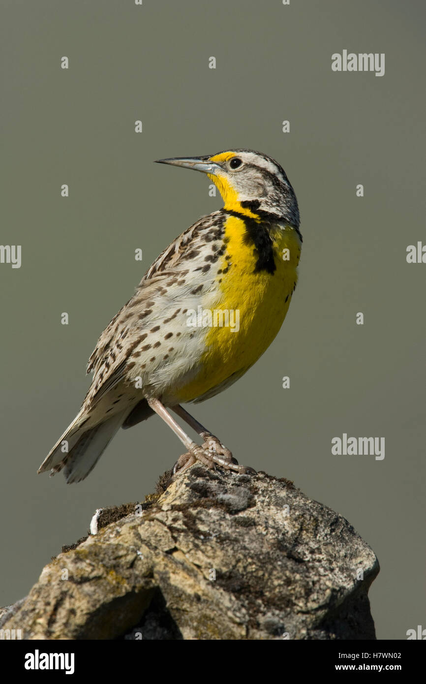 Western Meadowlark (Sturnella neglecta), western Montana Stock Photo ...