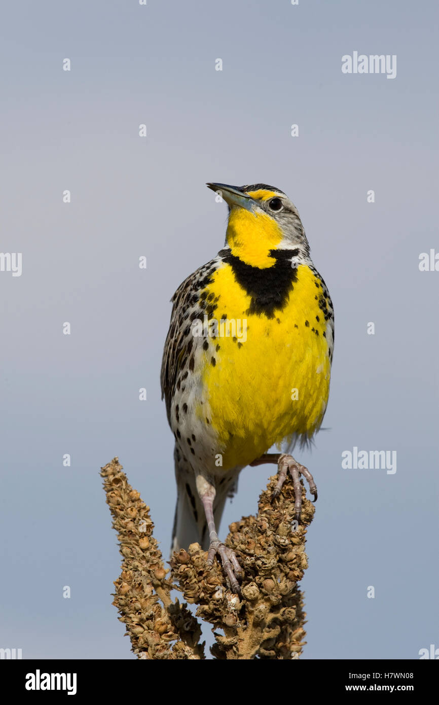 Western Meadowlark (Sturnella neglecta), western Montana Stock Photo ...