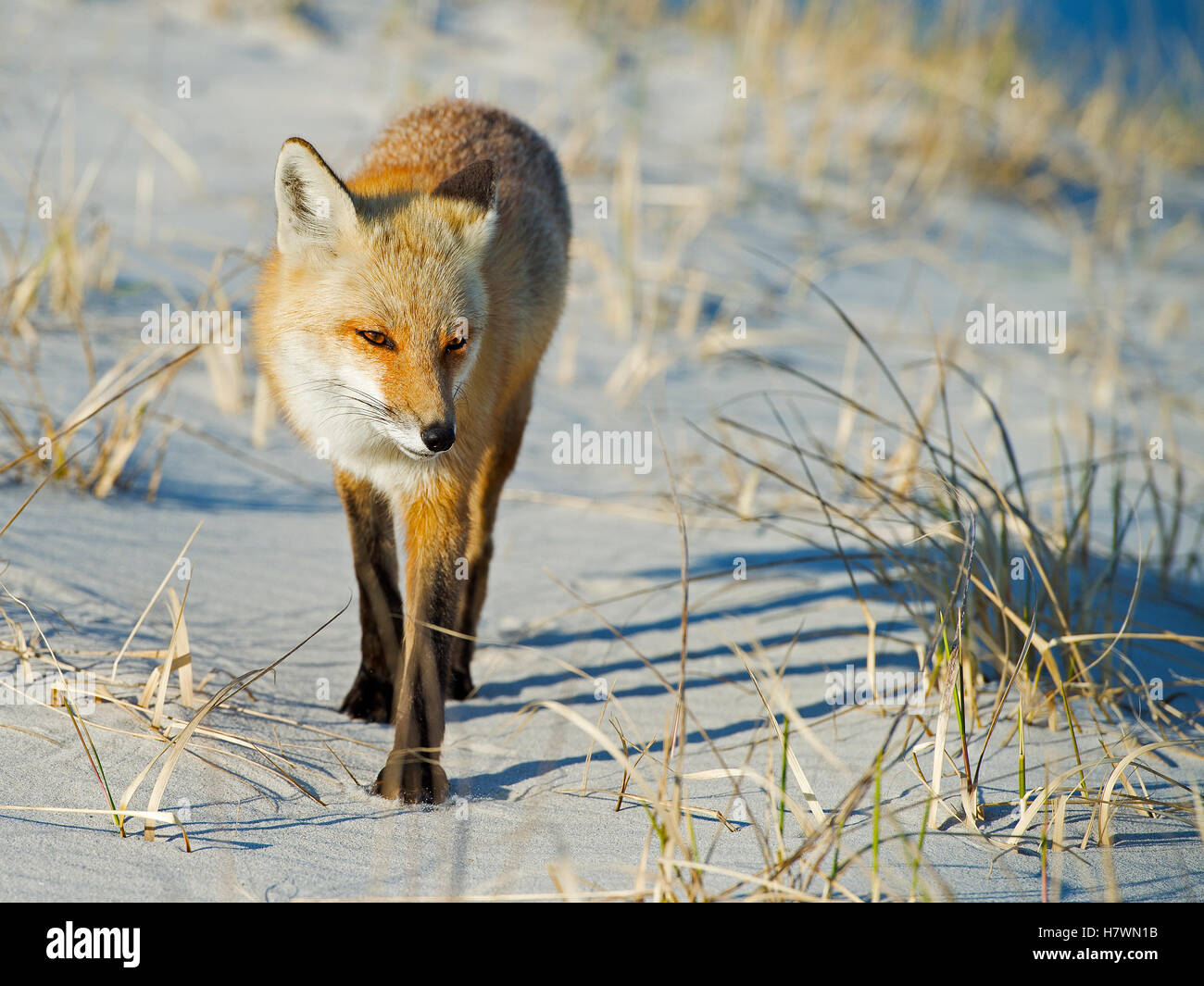 Red Fox on Beach Stock Photo - Alamy