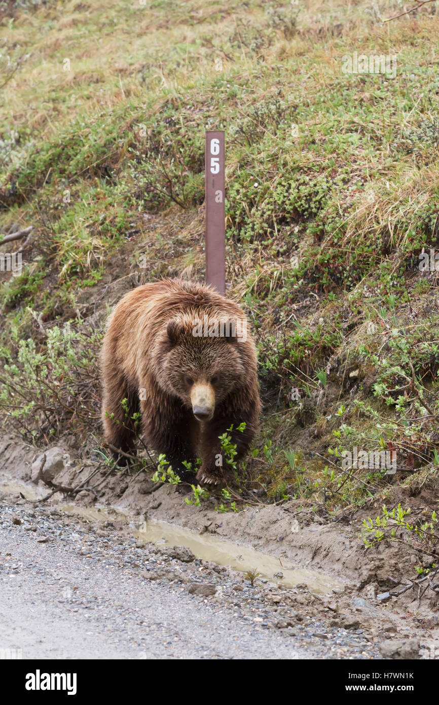 Grizzly walks along the park road at mile post 65, Denali National Park ...