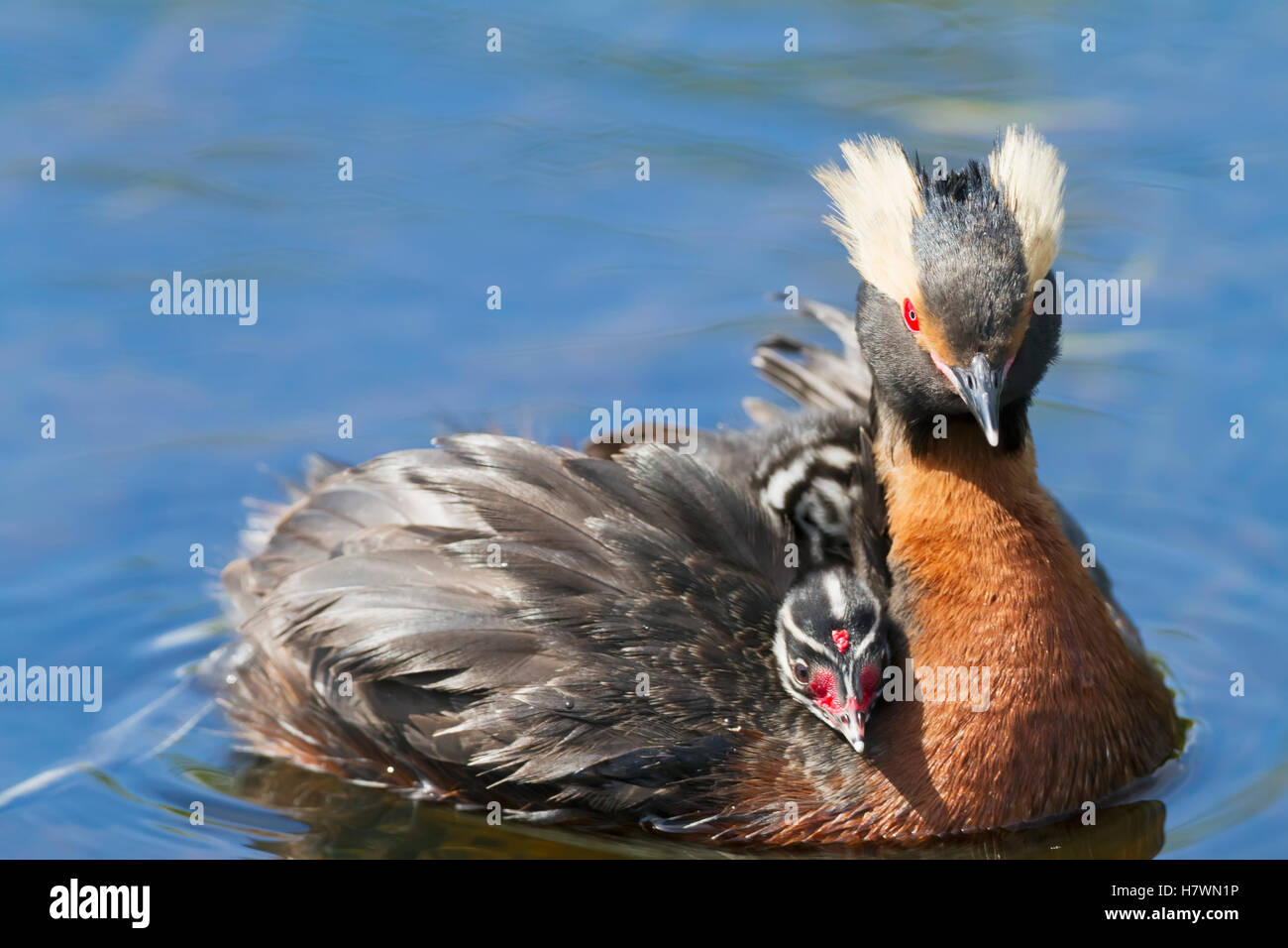 Horned Grebe chick riding on back of adult in the Potter Marsh ...