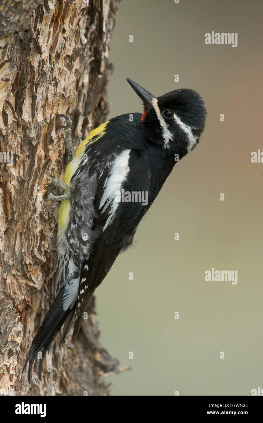 Williamson's Sapsucker (Sphyrapicus thyroideus) male, western Wyoming ...