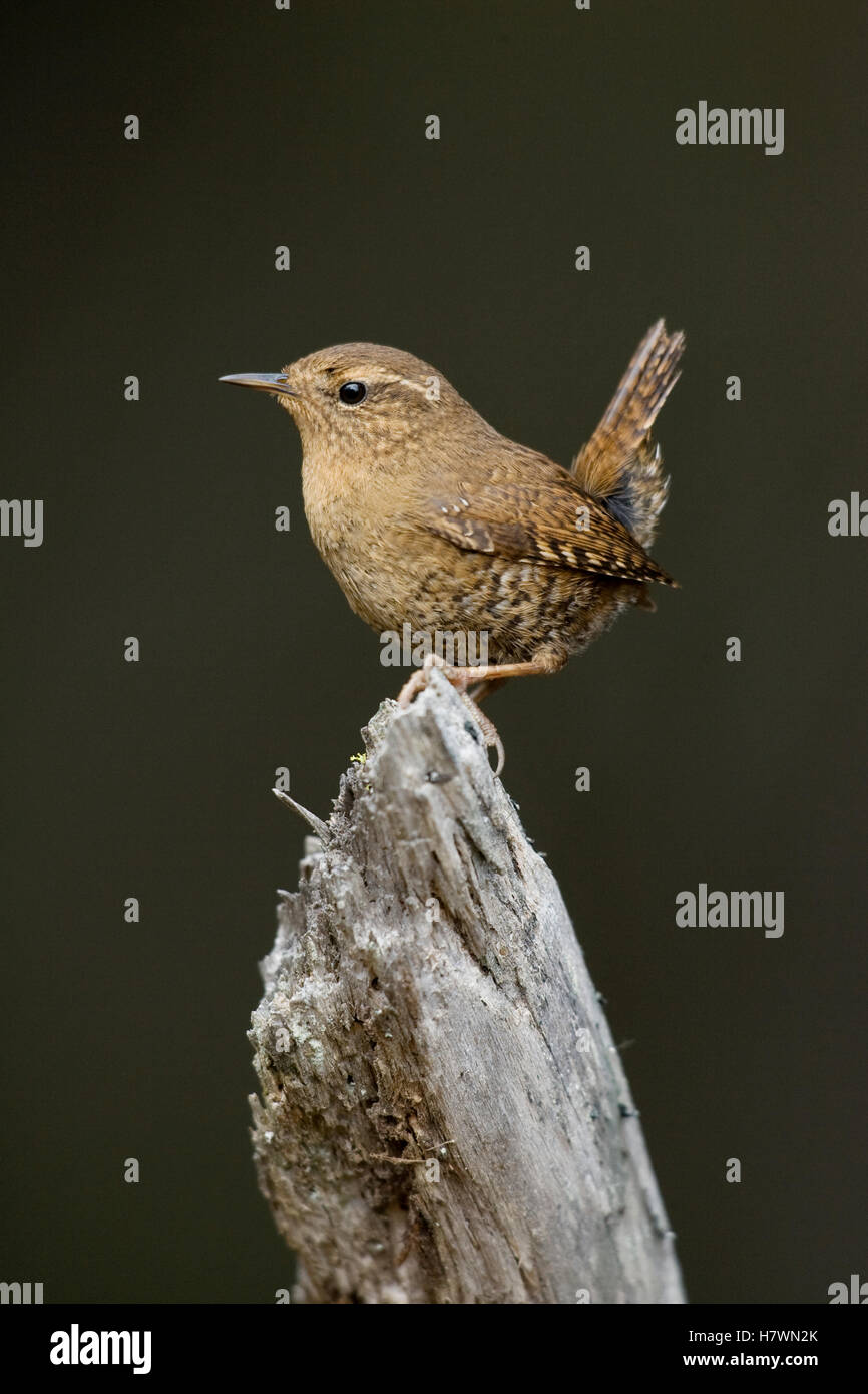 Pacific Wren (Troglodytes pacificus), western Montana Stock Photo - Alamy