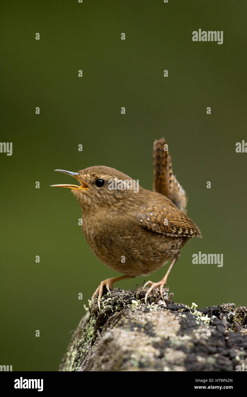 Pacific Wren (Troglodytes pacificus) singing male, western Montana ...