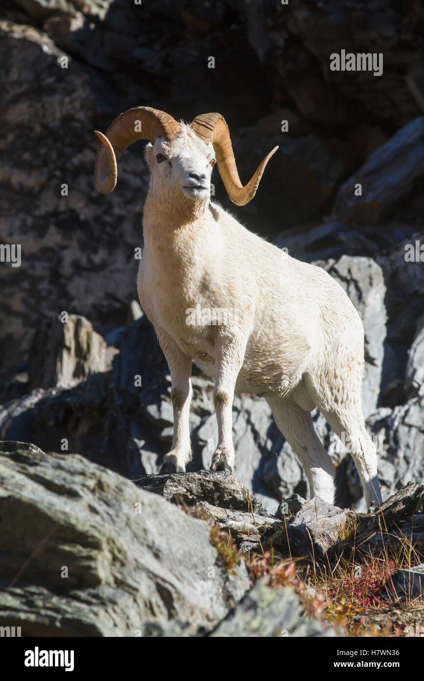 Dall sheep ram, Denali National Park & Preserve. Summer. Interior ...
