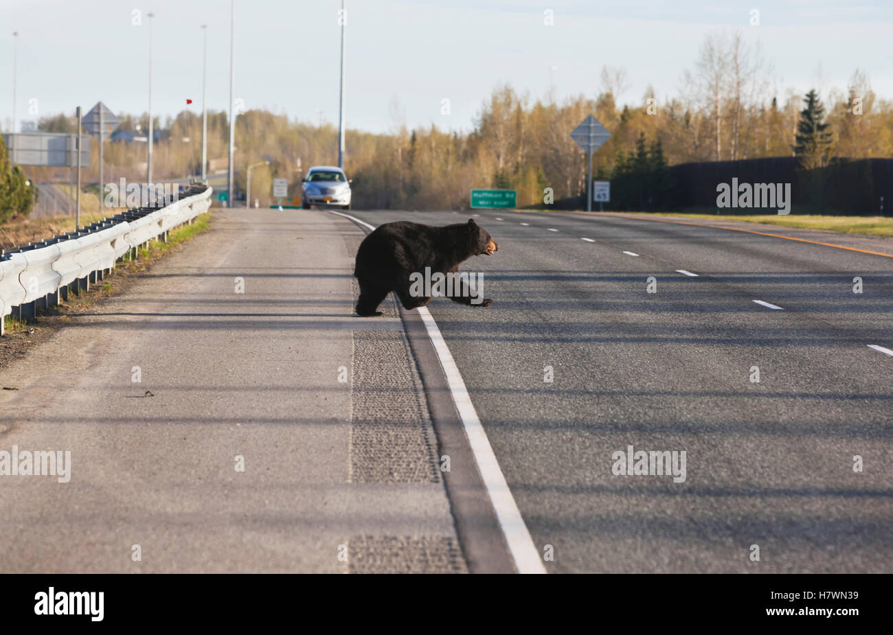Black bear crossing road in hi-res stock photography and images - Alamy