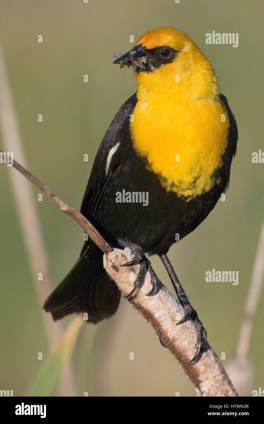 Yellow-headed Blackbird (Xanthocephalus xanthocephalus) male with ...