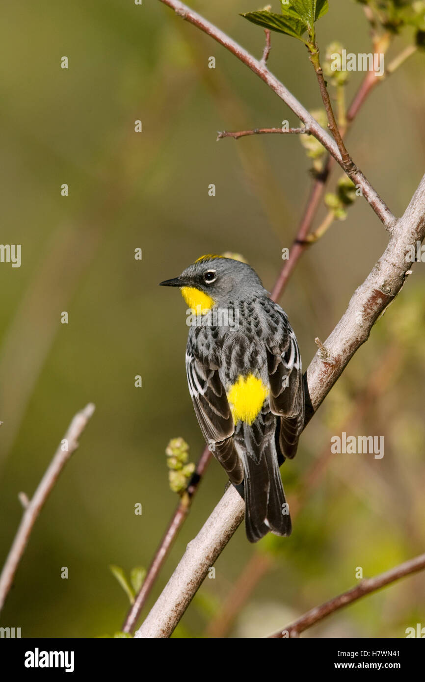 Yellow-rumped Warbler (Setophaga coronata) male in breeding plumage ...