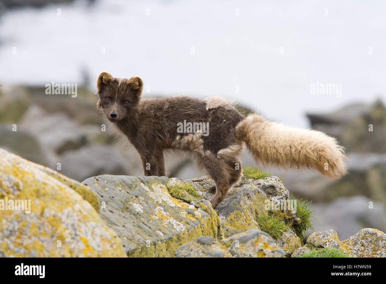 Arctic Fox (Alopex lagopus) molting, Pribilof Islands, Alaska Stock ...