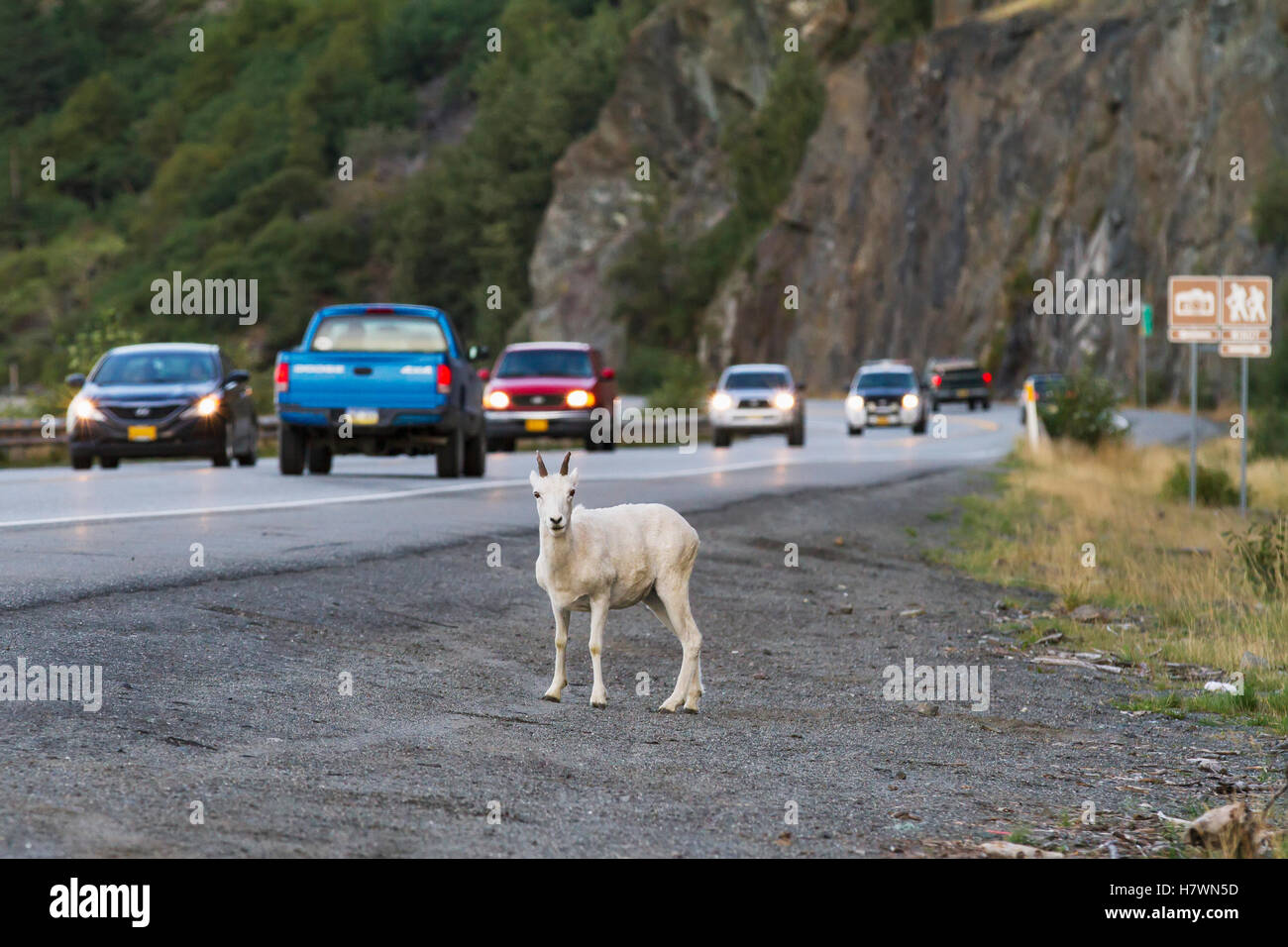 Dall sheep ewe alongside Seward Hwy. Summer. Southcentral Alaska Stock ...