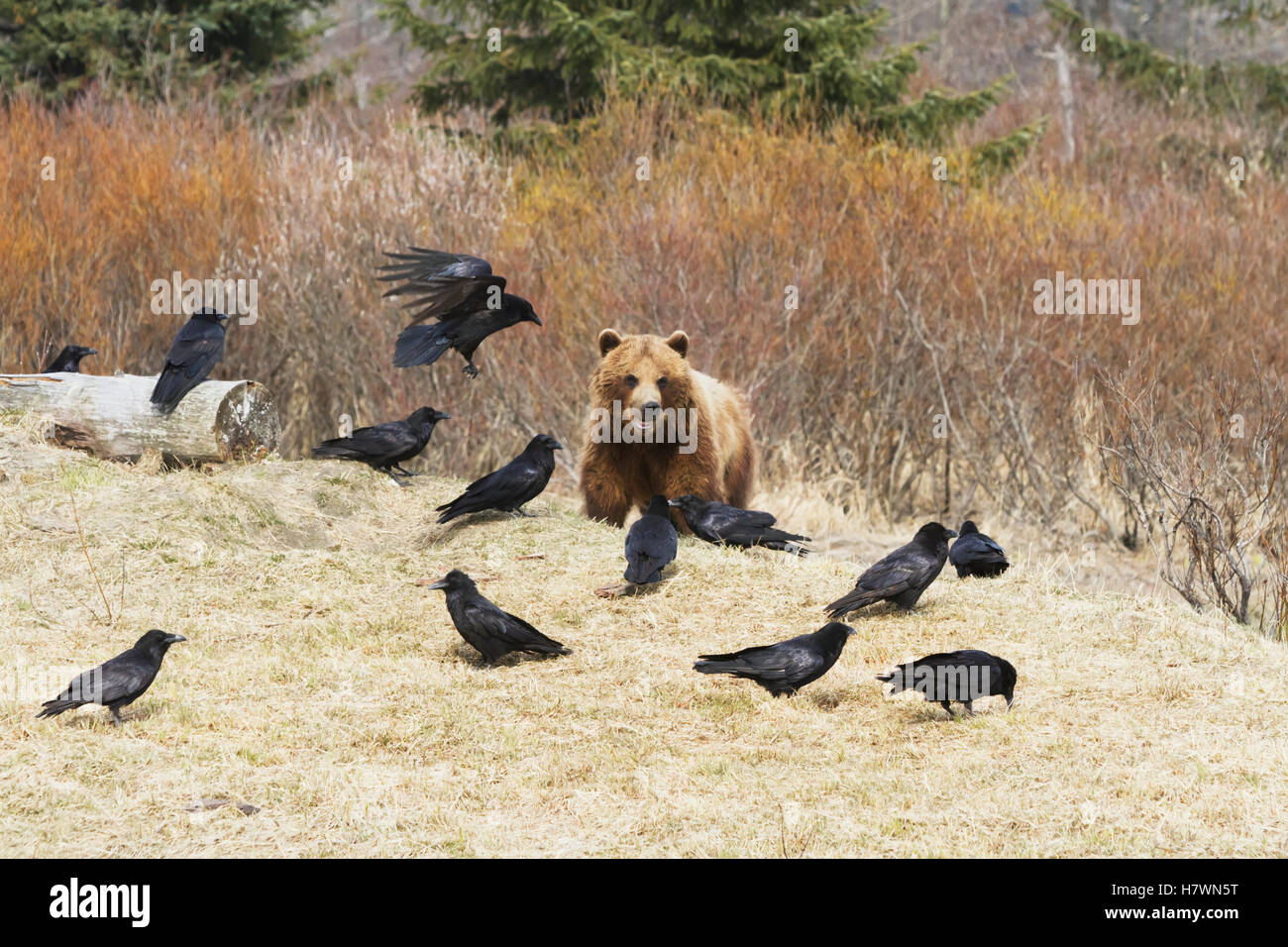 Captive Grizzly Bear Eating Meat With A Flock Of Ravens Trying To Steal ...