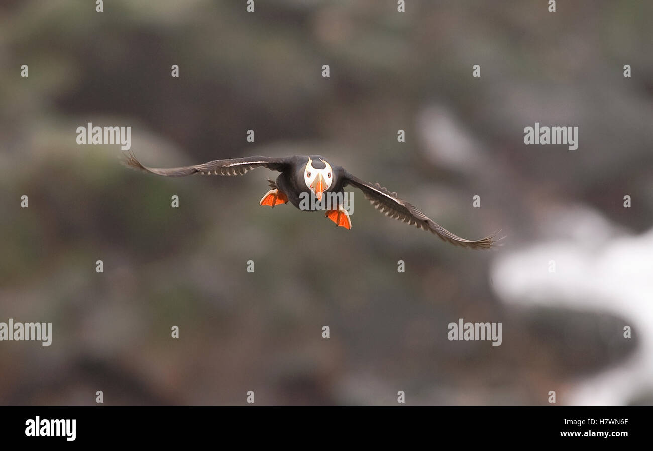 Tufted Puffin (Fratercula cirrhata) flying, Pribilof Islands, Alaska ...